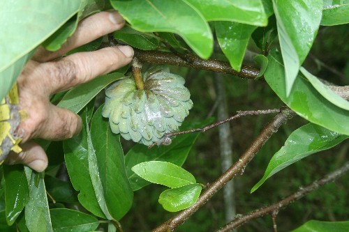 First Fruitings – Nestlebrae Exotics