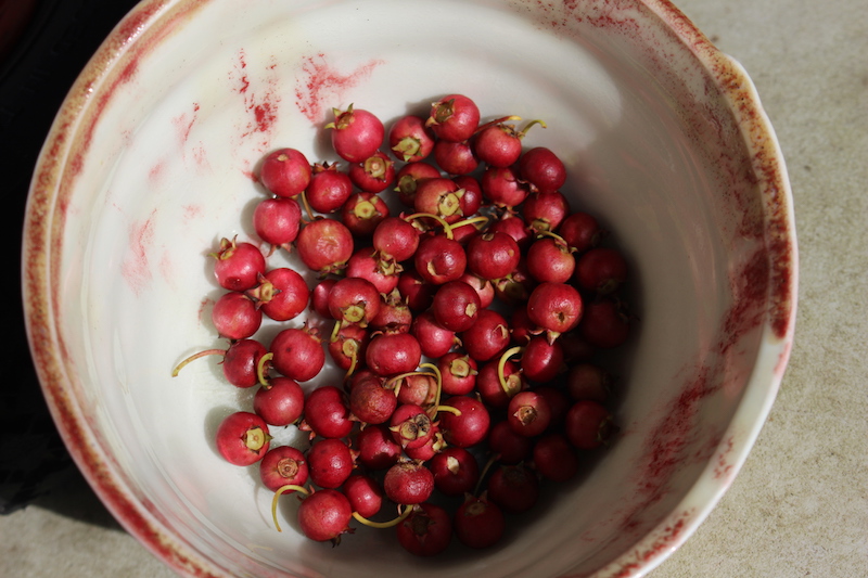 Rare and Exotic Fruit Plants – Nestlebrae Exotics