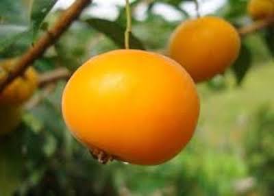Rare and Exotic Fruit Plants – Nestlebrae Exotics