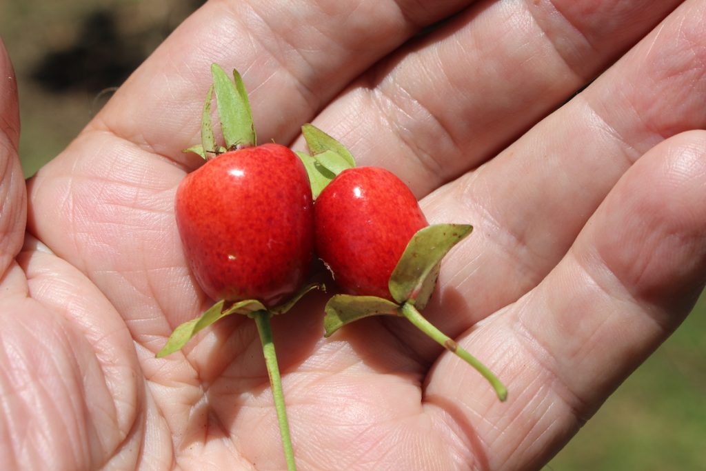 Rare and Exotic Fruit Plants – Nestlebrae Exotics