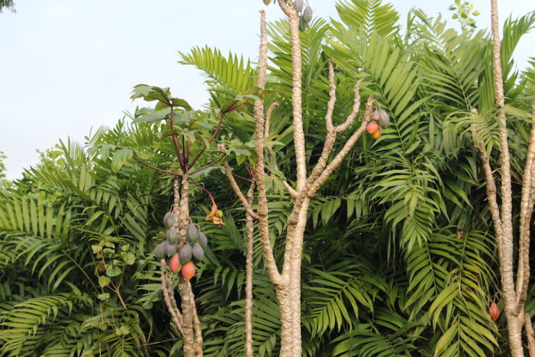 Rare and Exotic Fruit Plants – Nestlebrae Exotics