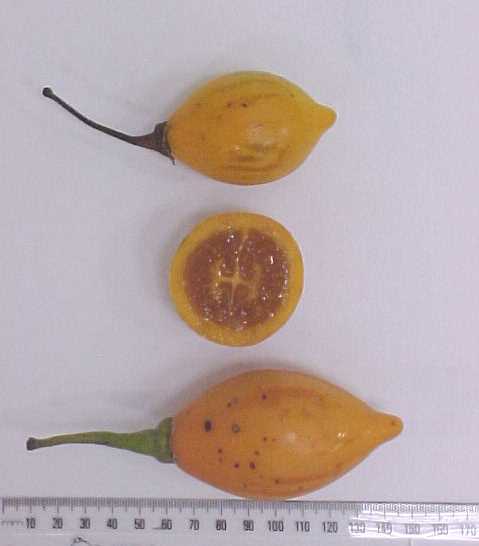 Rare and Exotic Fruit Plants – Nestlebrae Exotics