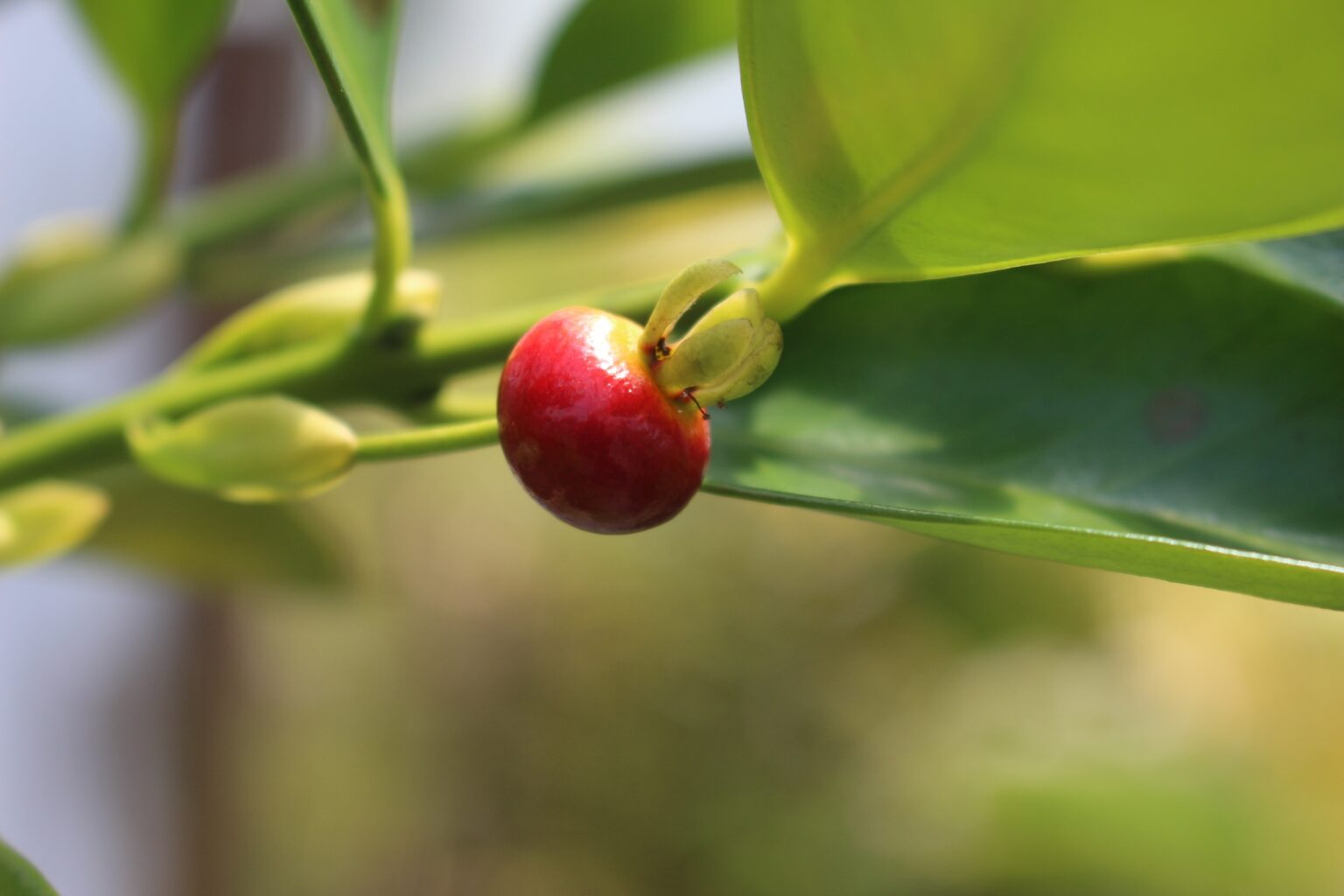 Rare and Exotic Fruit Plants – Nestlebrae Exotics