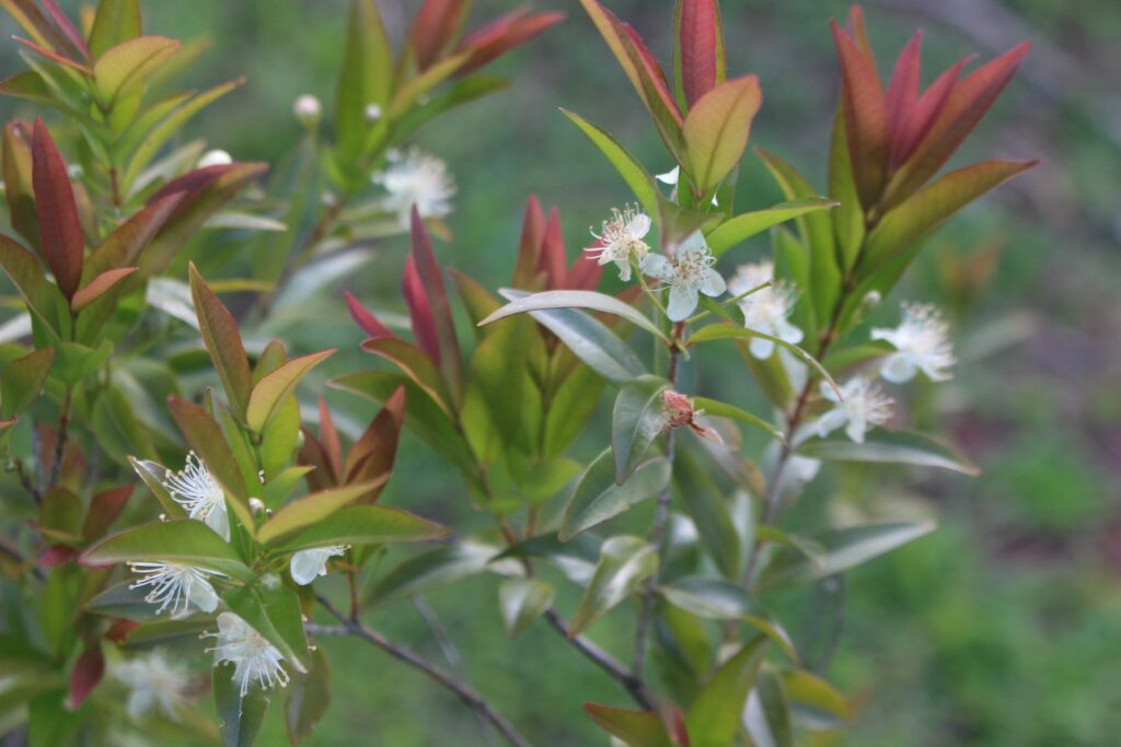 Rare and Exotic Fruit Plants – Nestlebrae Exotics